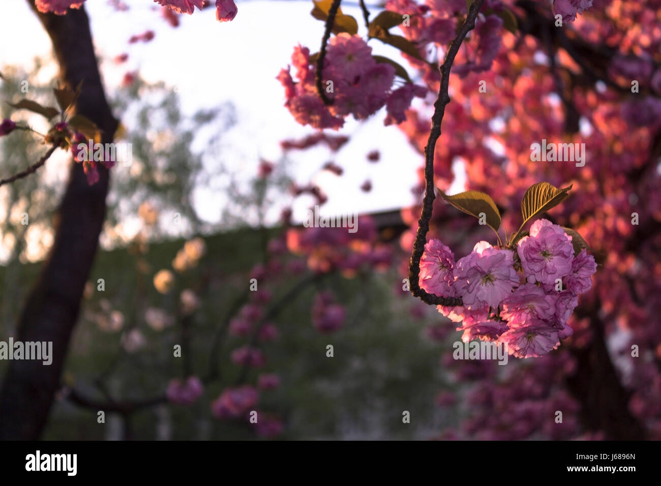 Cherry blossom tree at sunset Stock Photo - Alamy