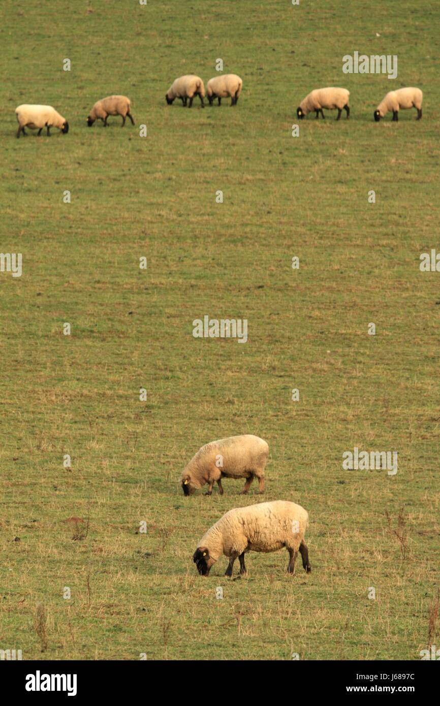 sheep meadow lawn green animal mammal animals agriculture farming field ...
