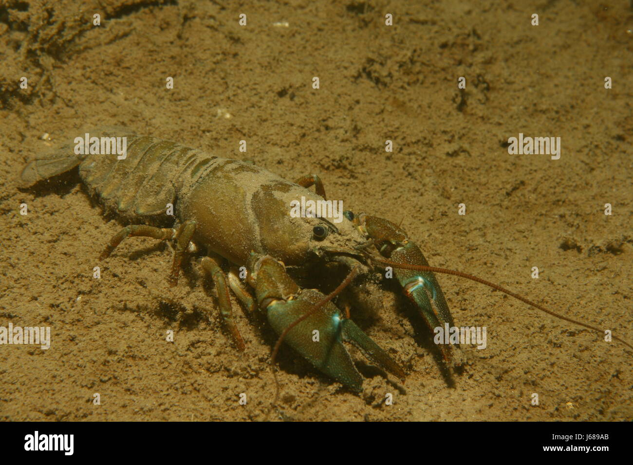 Signal Crayfish, Signalkrebs, Signal-Krebs, Pacifastacus, 55% OFF