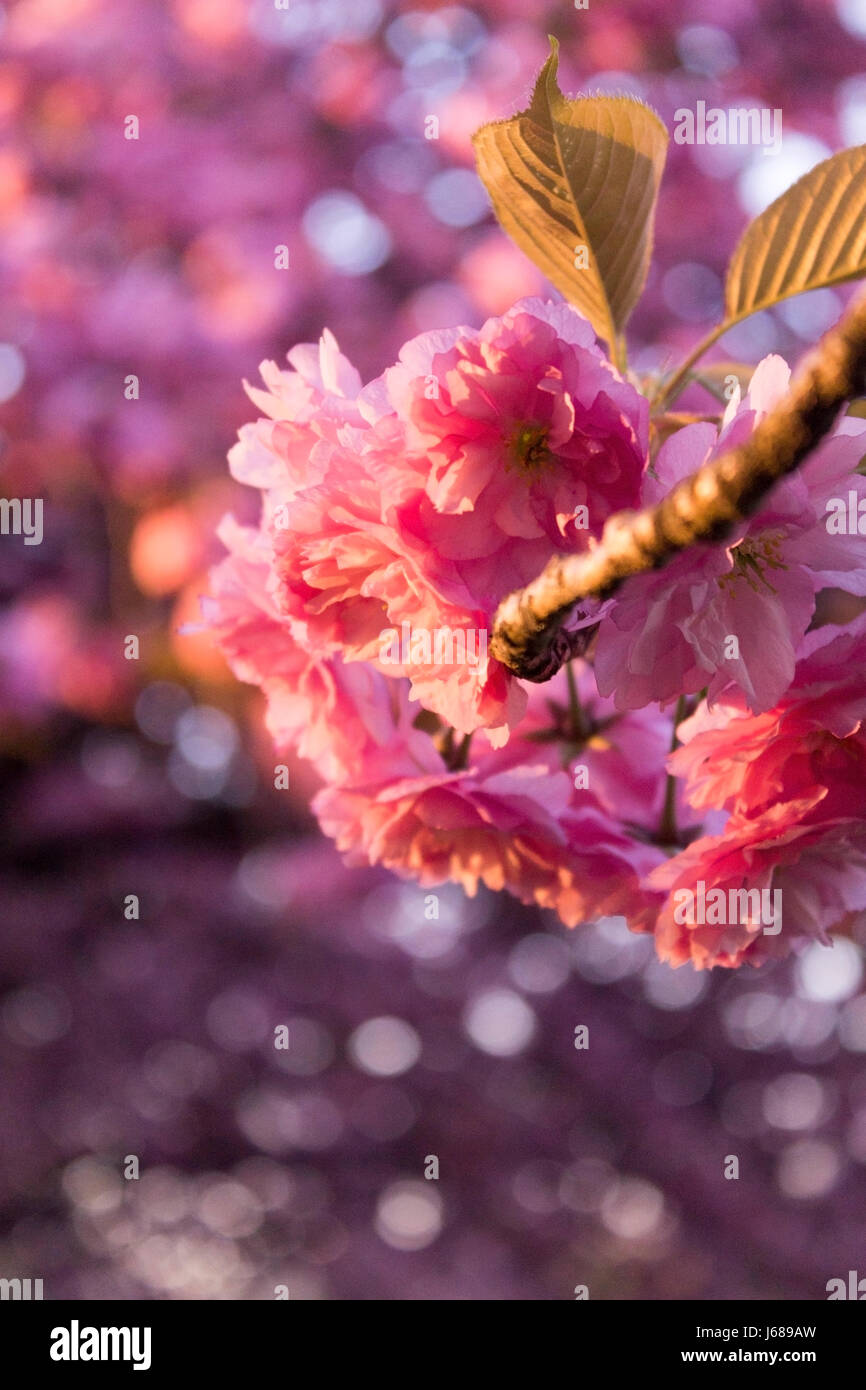Cherry blossom tree at sunset Stock Photo - Alamy