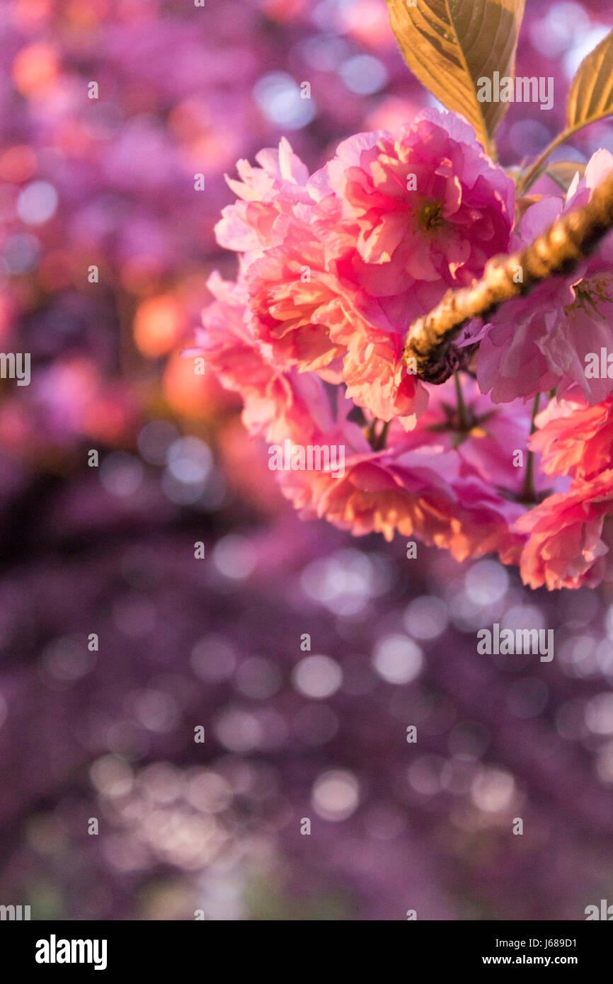 Cherry blossom tree at sunset Stock Photo - Alamy