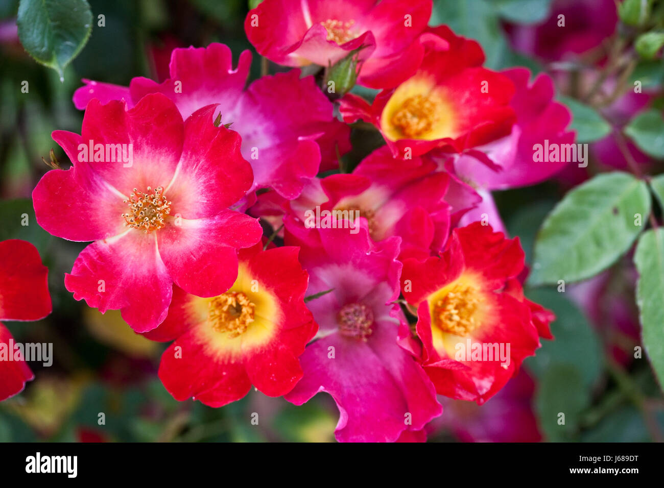 Bassino rose hi-res stock photography and images - Alamy