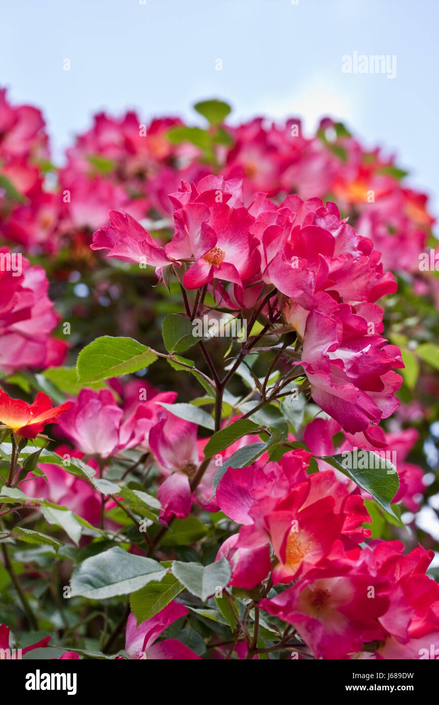 Bassino rose hi-res stock photography and images - Alamy