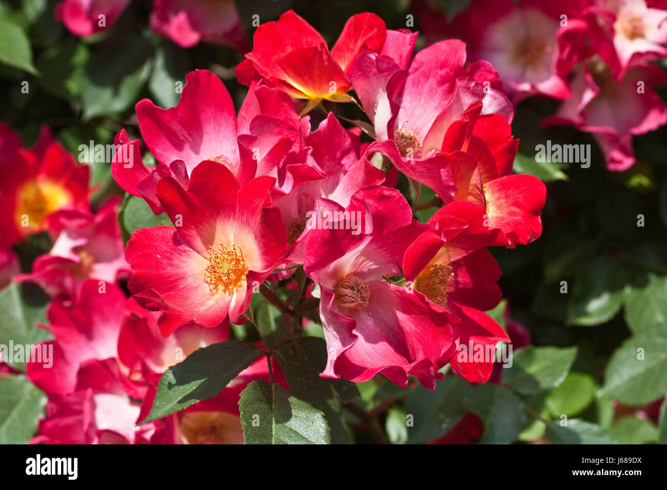 Bassino rose hi-res stock photography and images - Alamy