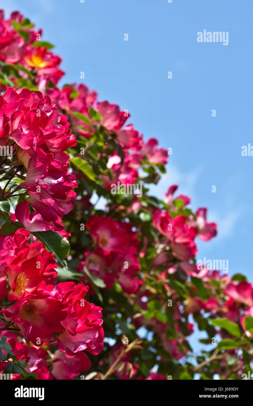 Bassino rose hi-res stock photography and images - Alamy