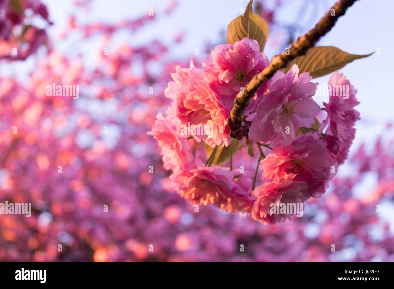 Cherry blossom tree at sunset Stock Photo - Alamy