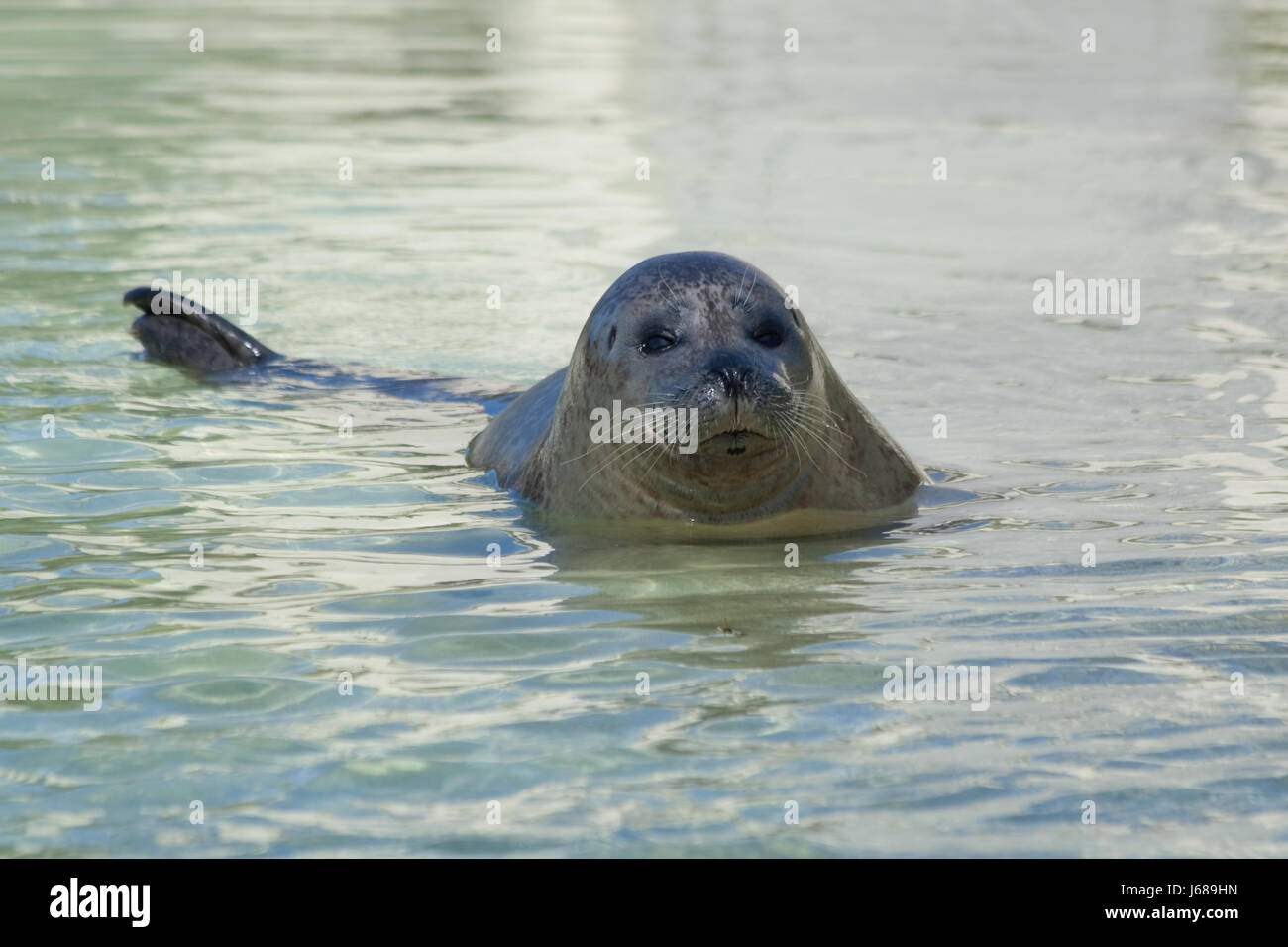 Seerobbe hi-res stock photography and images - Alamy