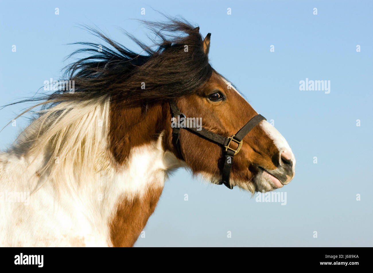 Lewitzer horse hi-res stock photography and images - Alamy