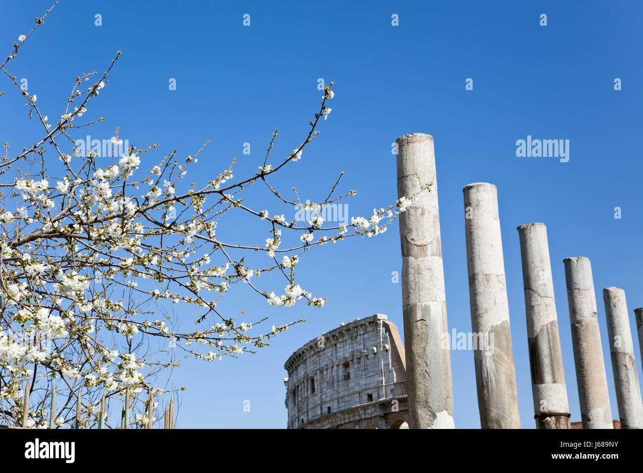 Rome roma roman italy temple art flower plant antique bloom blossom ...