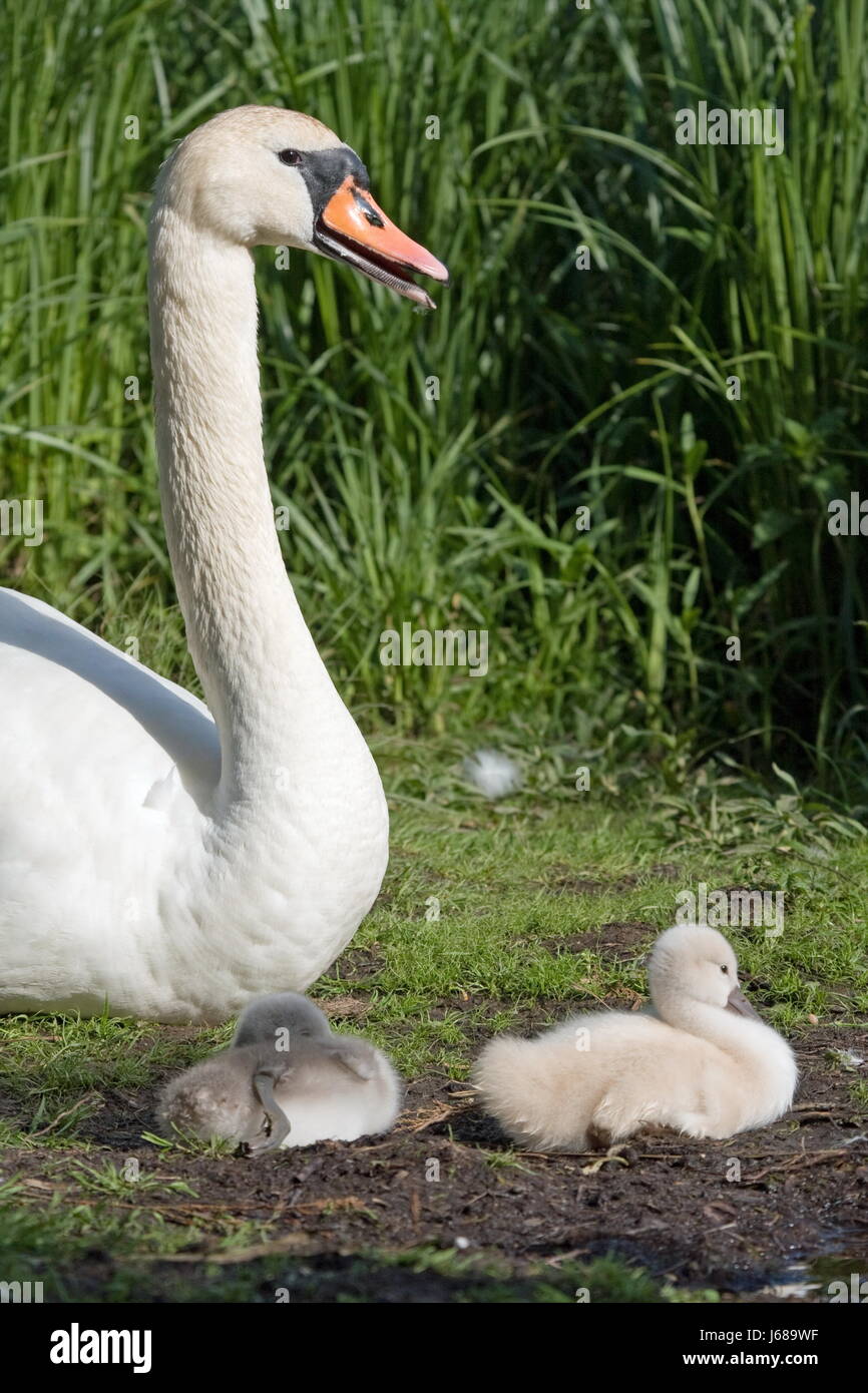 The offspring hi-res stock photography and images - Alamy