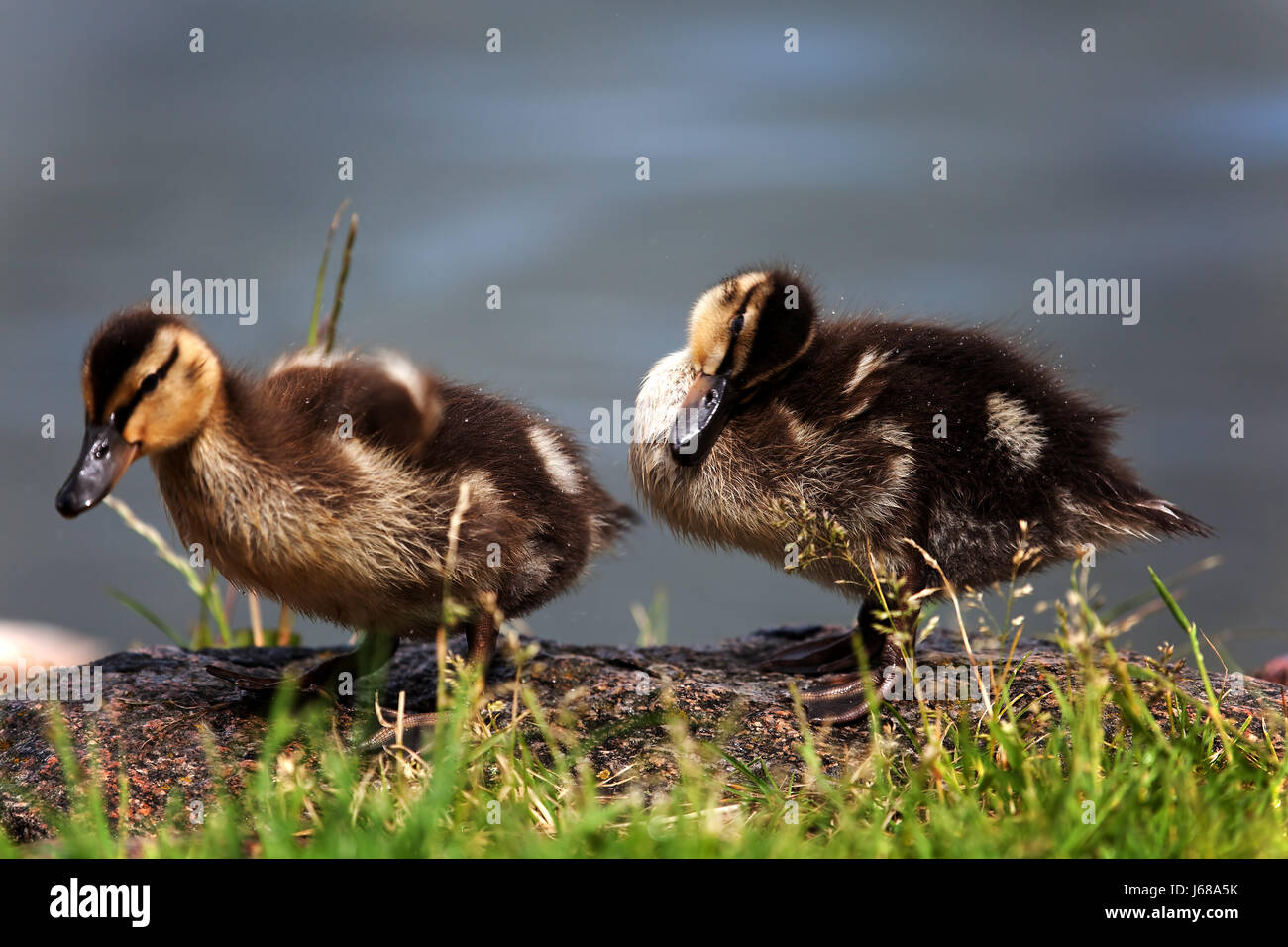 Ducklings two hi-res stock photography and images - Alamy