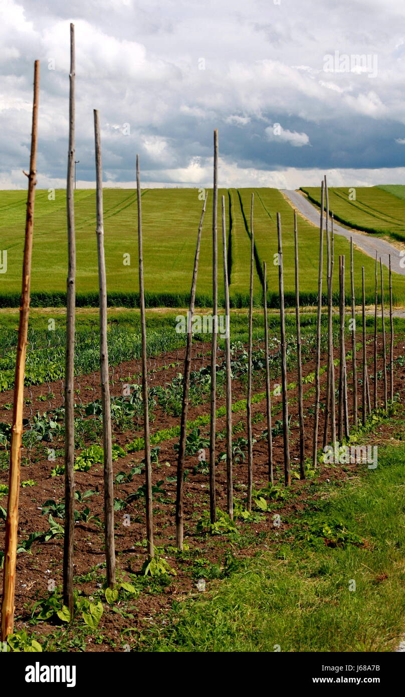 Bohnenanbau hi-res stock photography and images - Alamy