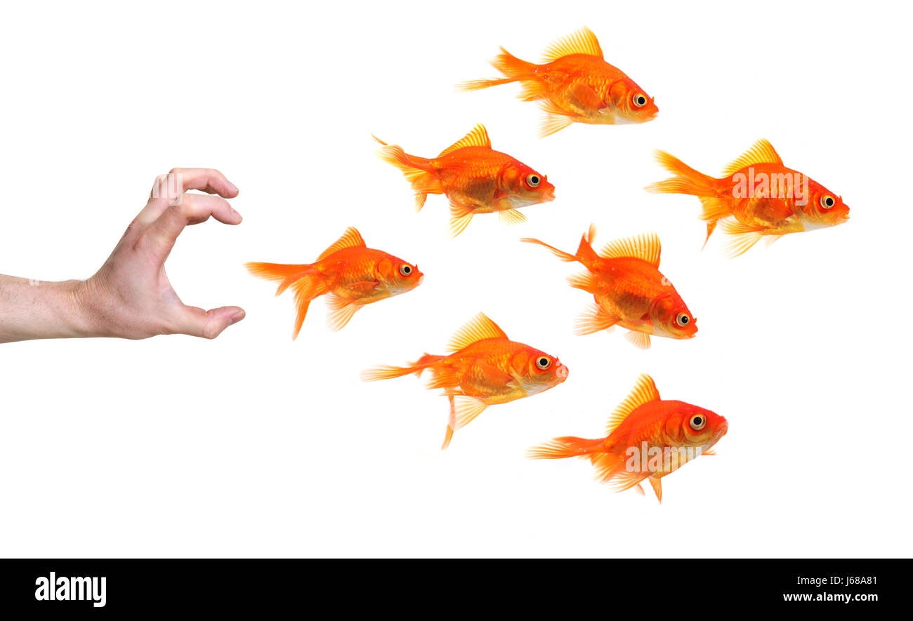 goldfish catch group hand gesture danger finger detail isolated closeup ...