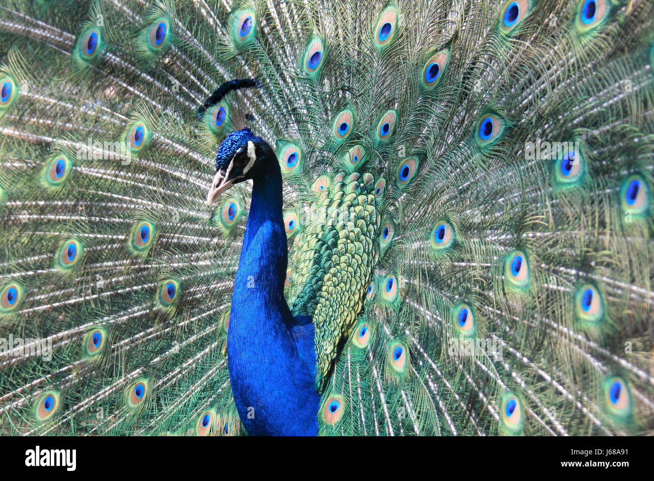 proud as a peacock Stock Photo - Alamy