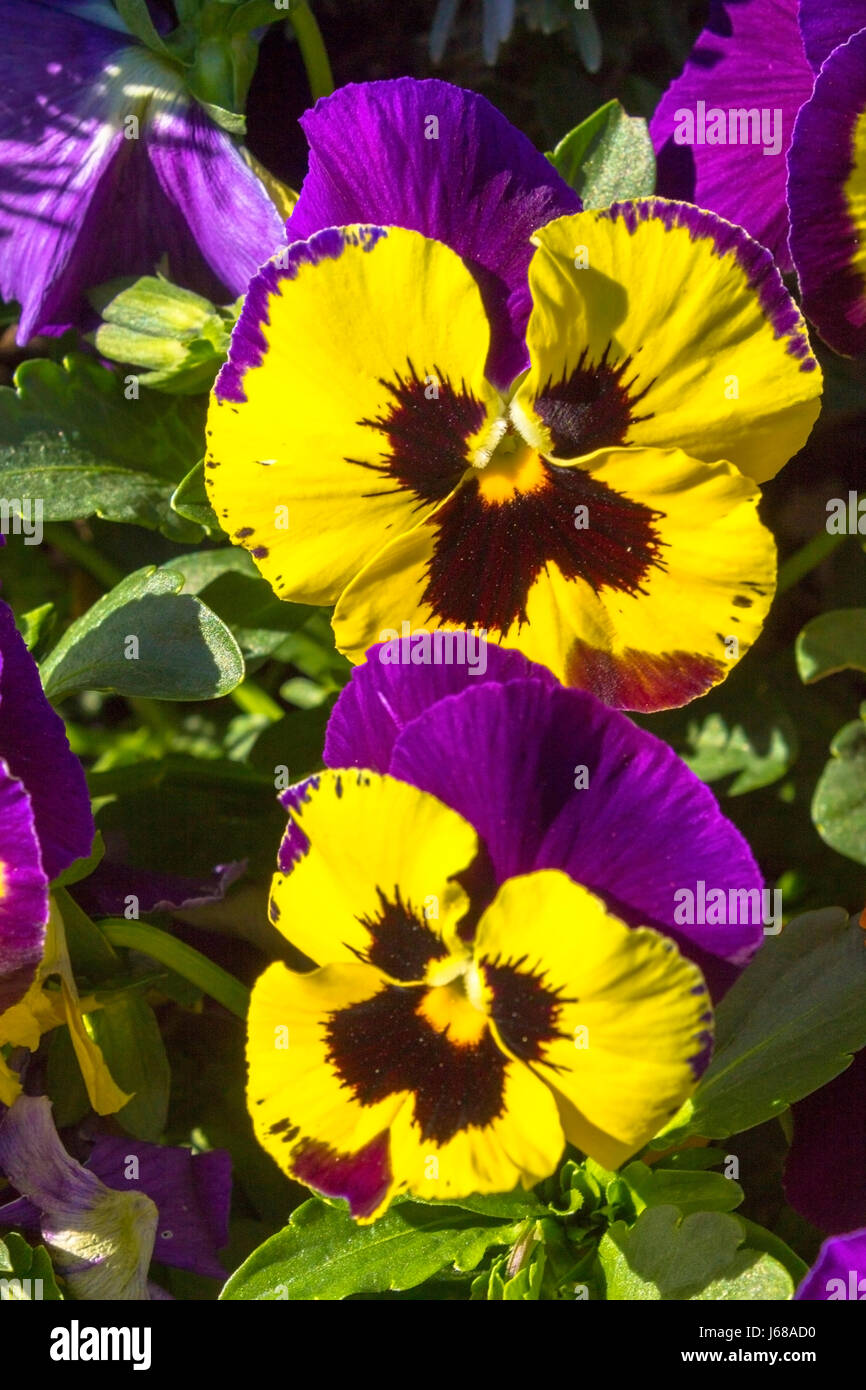 Pansy purple flowers in a garden Stock Photo - Alamy