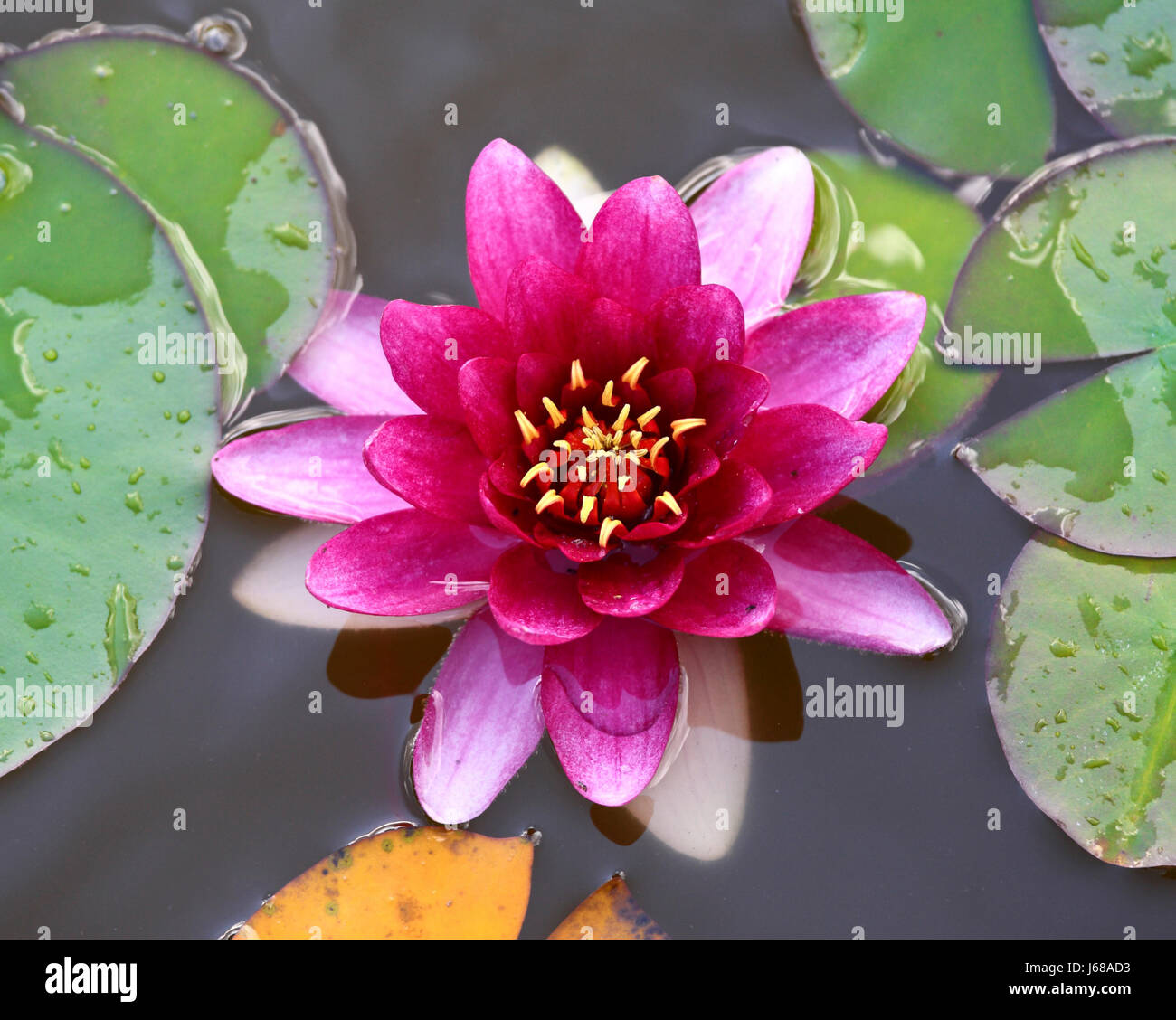 flower plant bloom blossom flourish flourishing lily fresh water lake ...