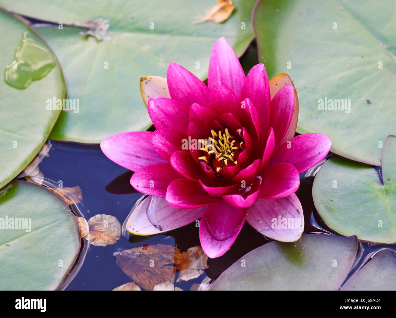 flower plant bloom blossom flourish flourishing lily fresh water lake ...