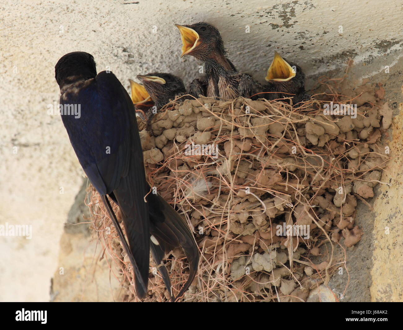 Schwalbenkken hi-res stock photography and images - Alamy