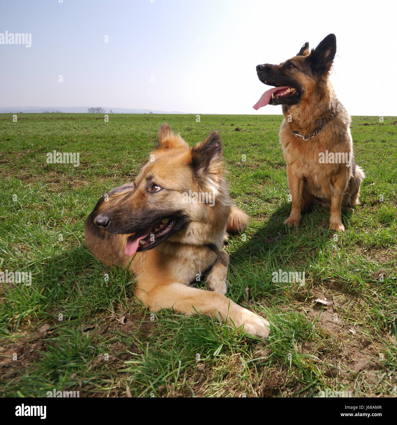 shepherd mixed breeds Stock Photo - Alamy