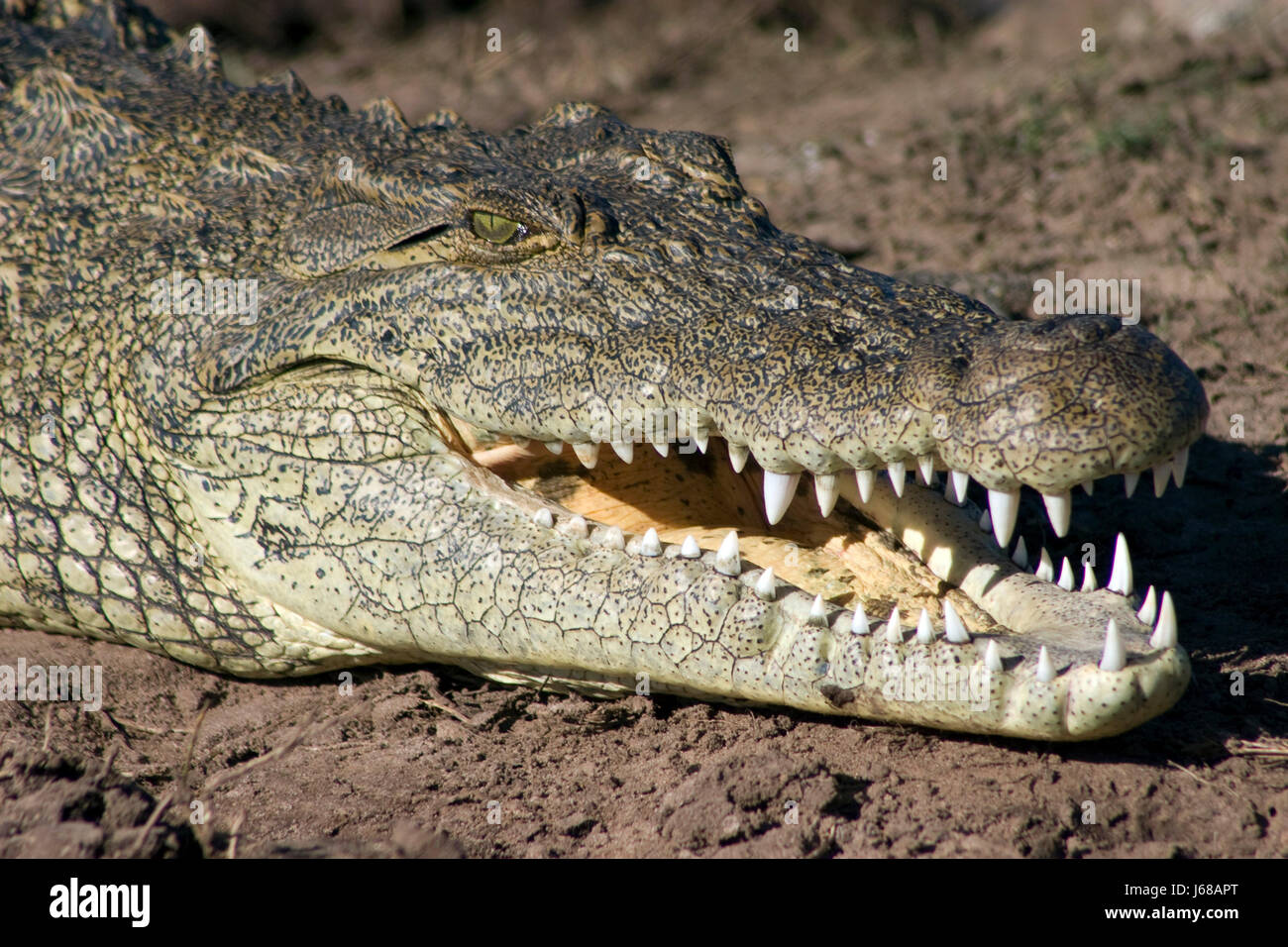 portrait predator safari danger laugh laughs laughing twit giggle smile ...