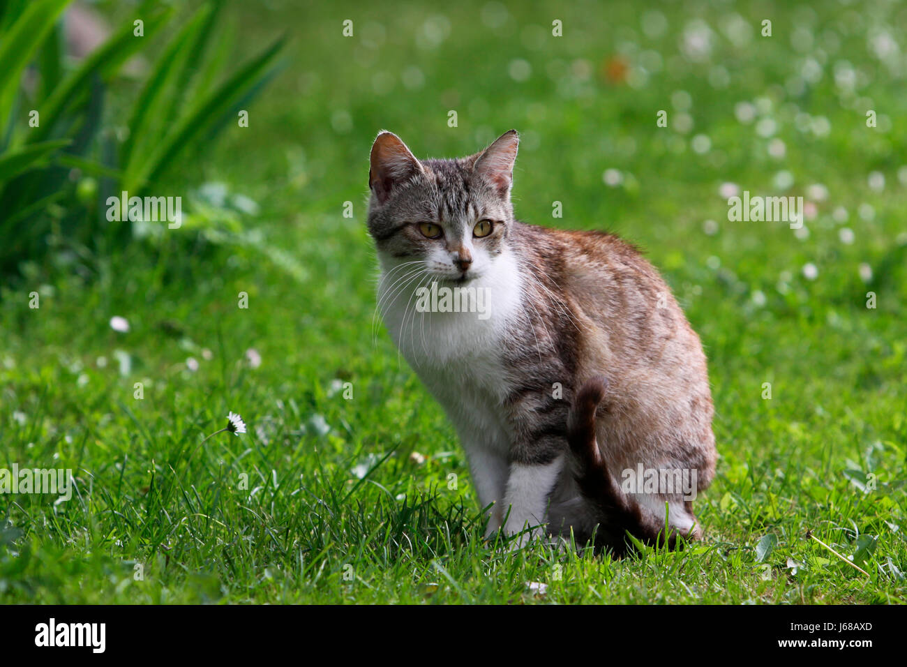 garden animal cats cat baby kitten pussycat cat domestic cat meadow ...