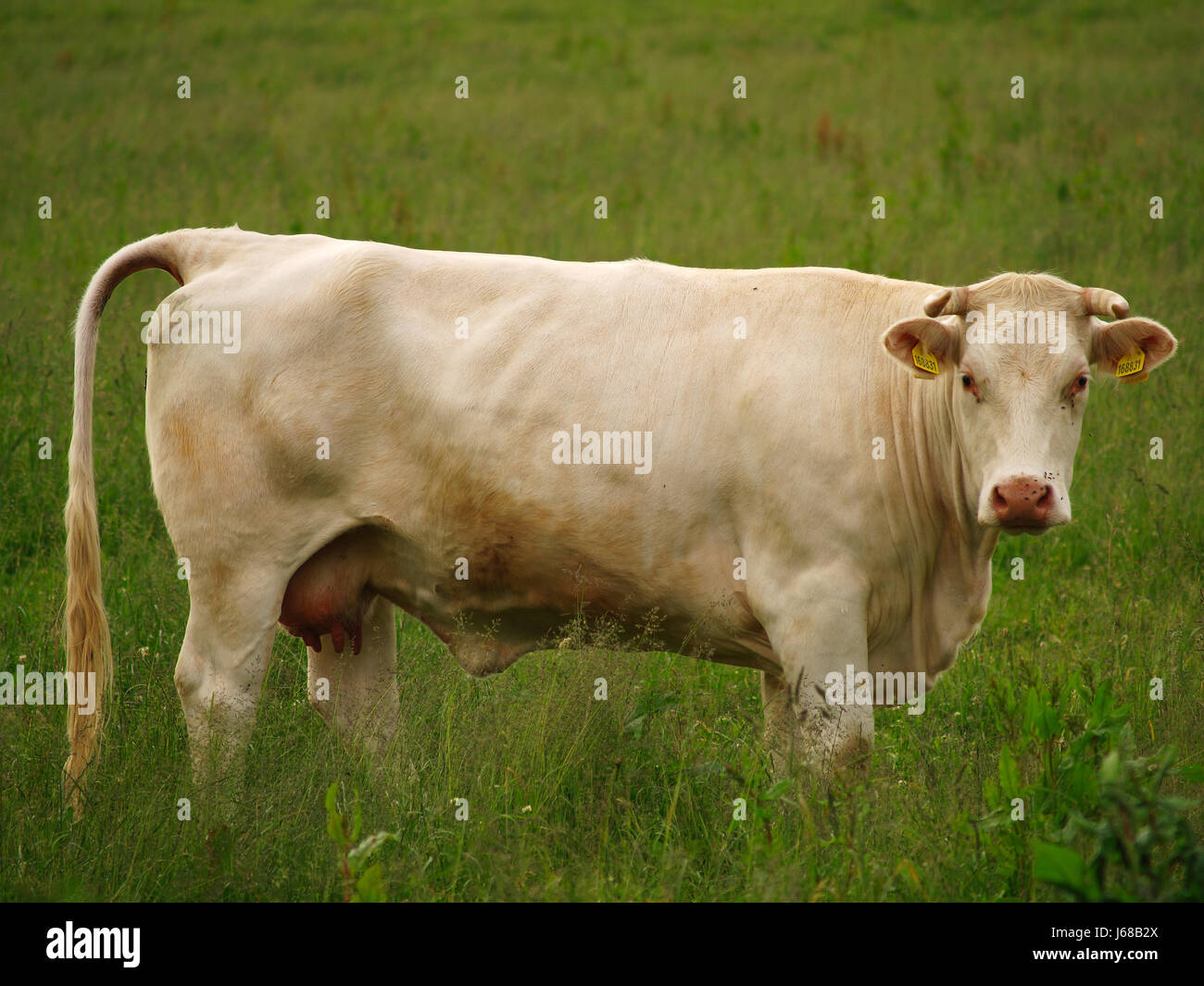 bull cow cattle bull milk wildlife cow farm cattle country milker ...