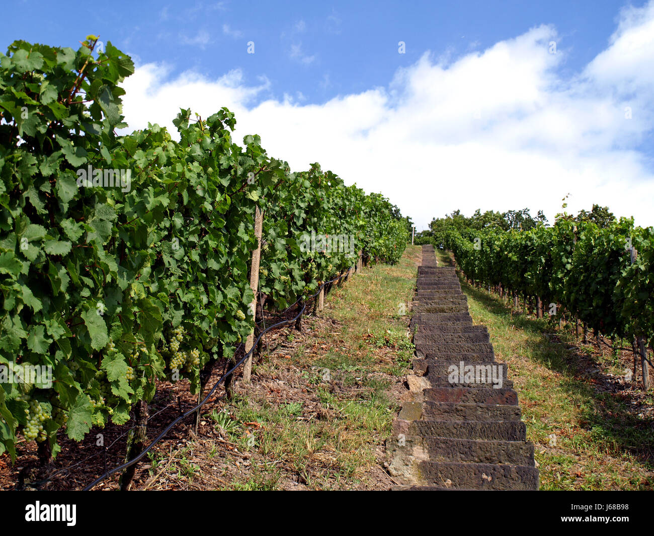 steps in the vineyard Stock Photo - Alamy
