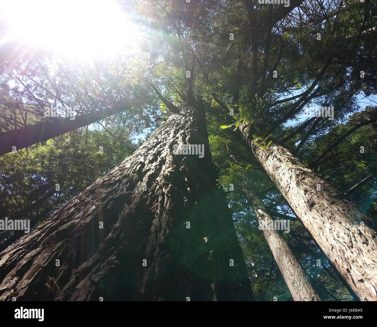 Redwood Trees of Humboldt County CA Stock Photo - Alamy