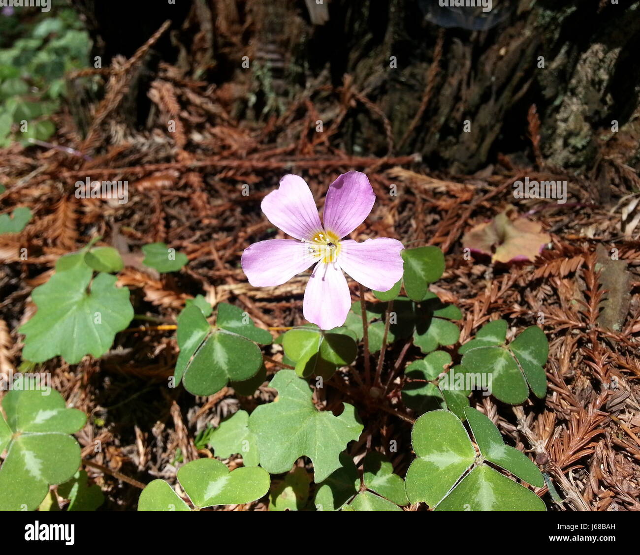 Redwood Sorrel flower on the forest floor Stock Photo - Alamy