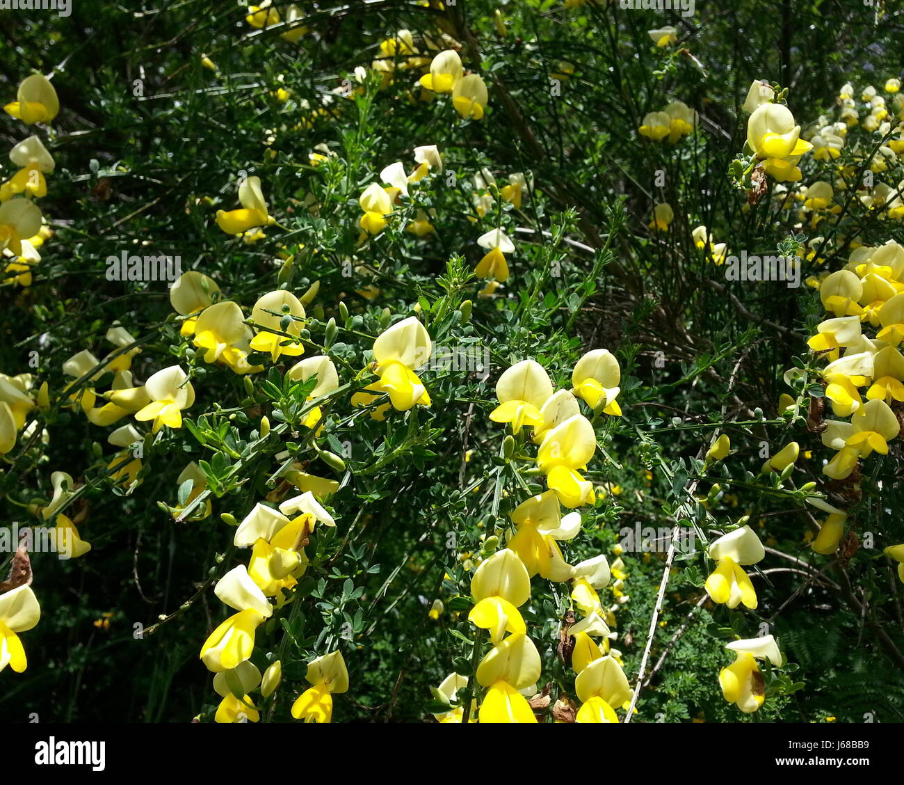 Bright Yellow and Red Scotch Broom Flowers Stock Photo - Alamy