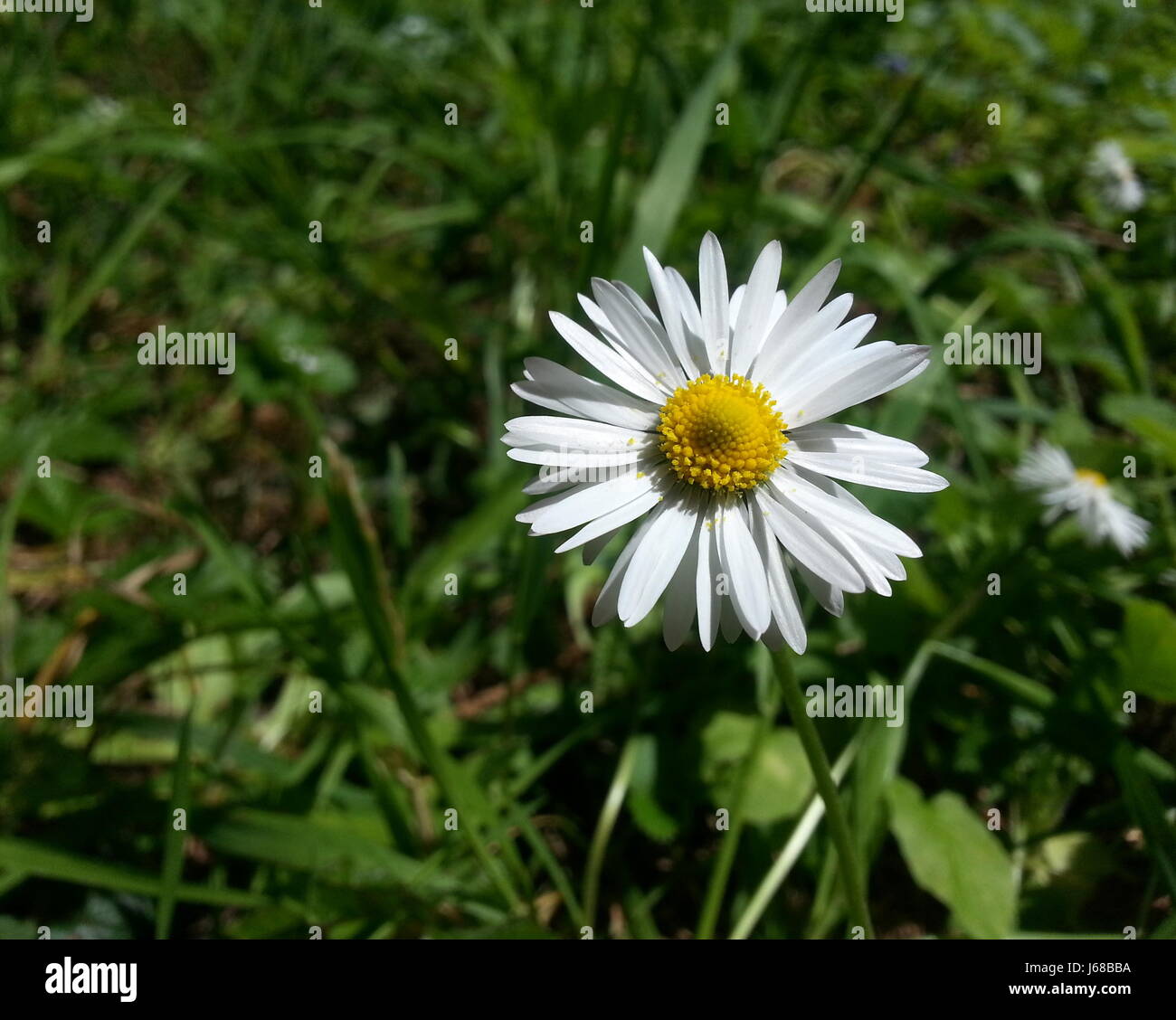 Beautiful Bright White Flowering Daisy Stock Photo - Alamy