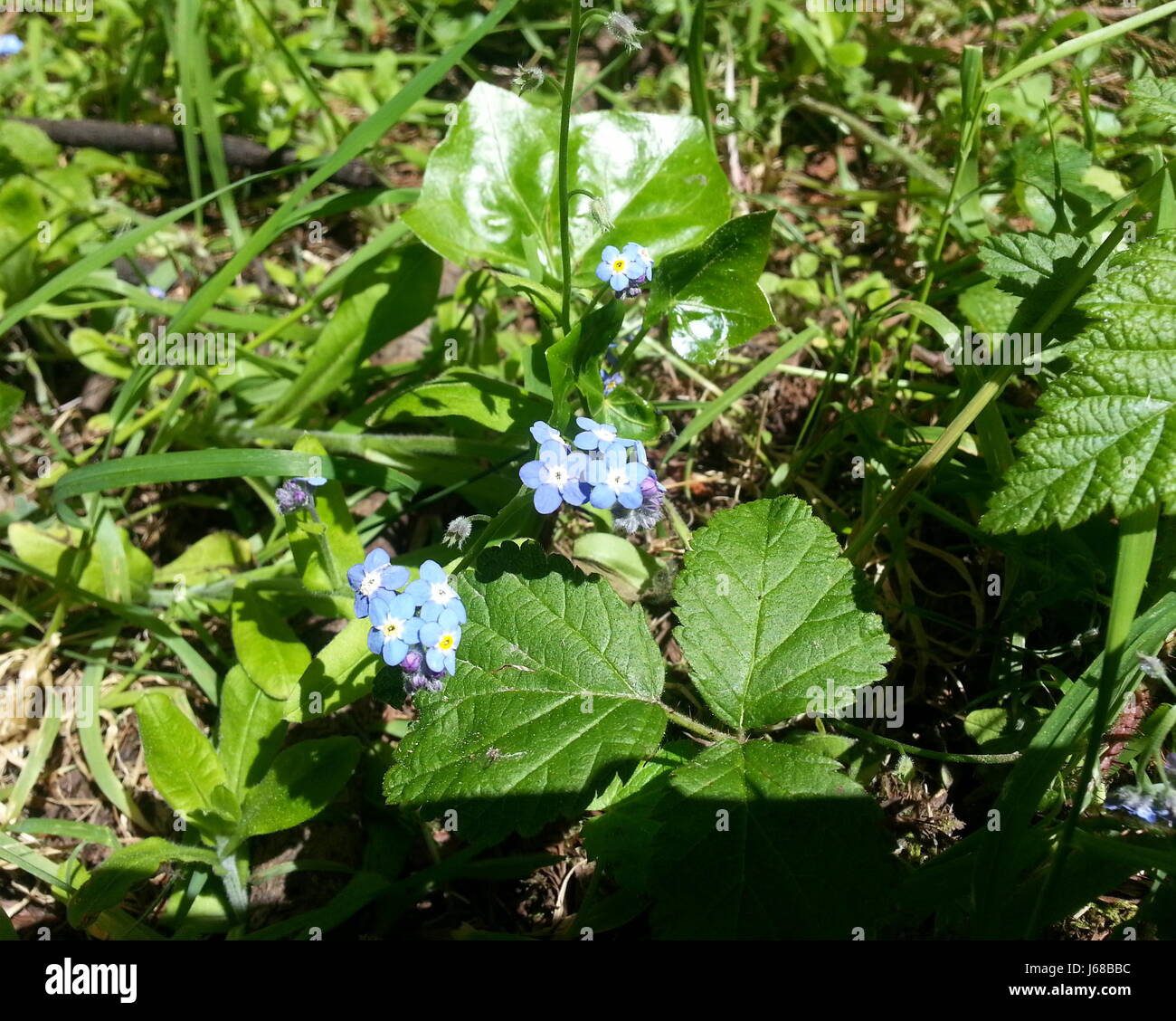 Forget Me Not Flowers in Bloom Stock Photo - Alamy