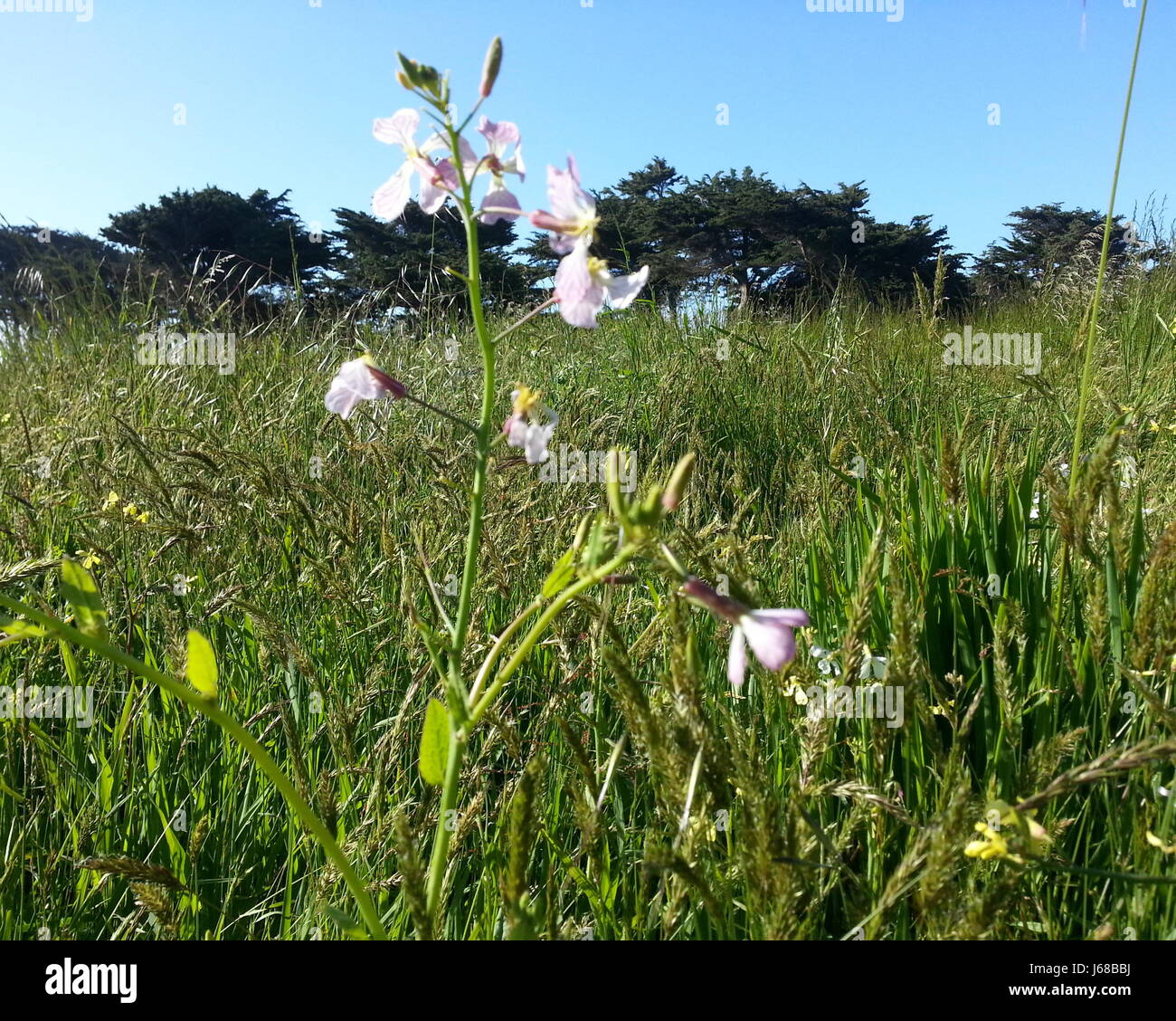 Wild radish flower hi-res stock photography and images - Alamy