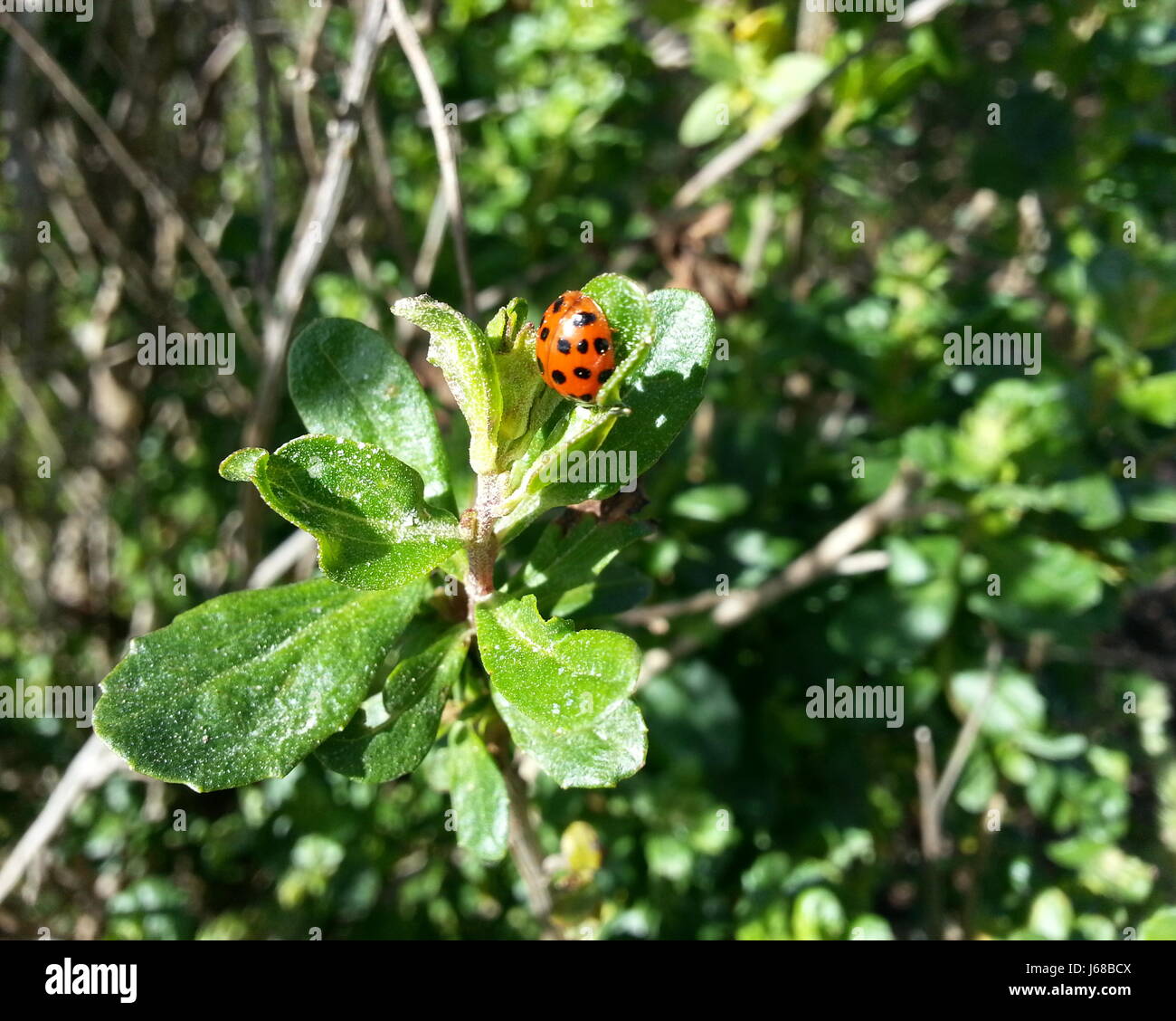Little green bug hi-res stock photography and images - Alamy