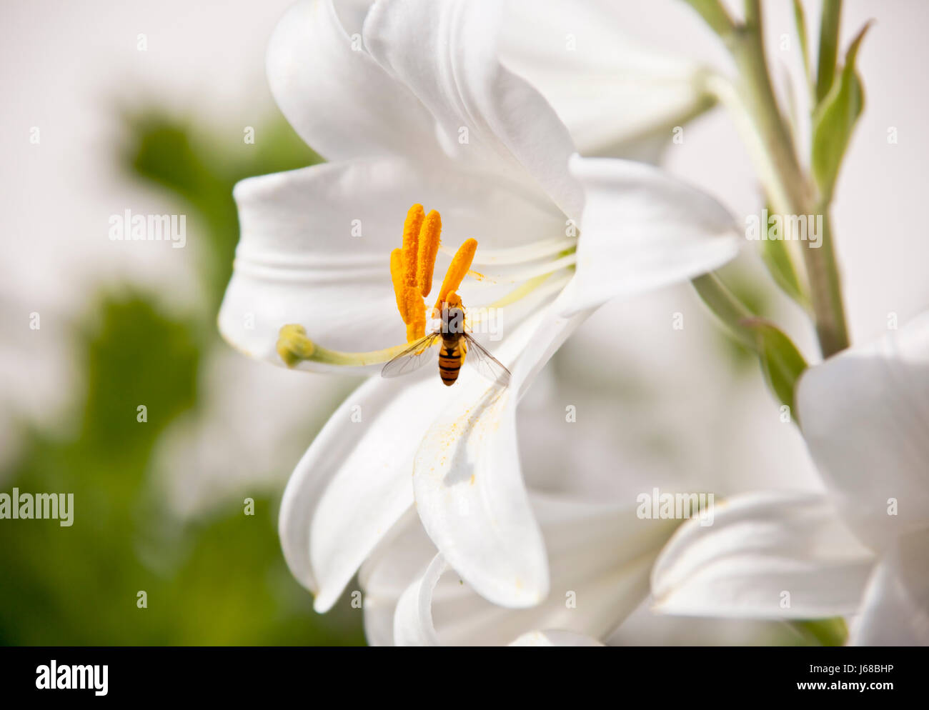 Madonna lily lily hi-res stock photography and images - Alamy