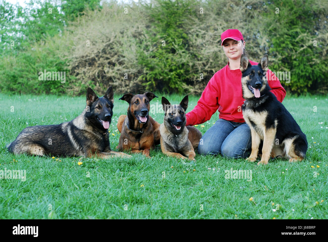 woman with dogs Stock Photo - Alamy