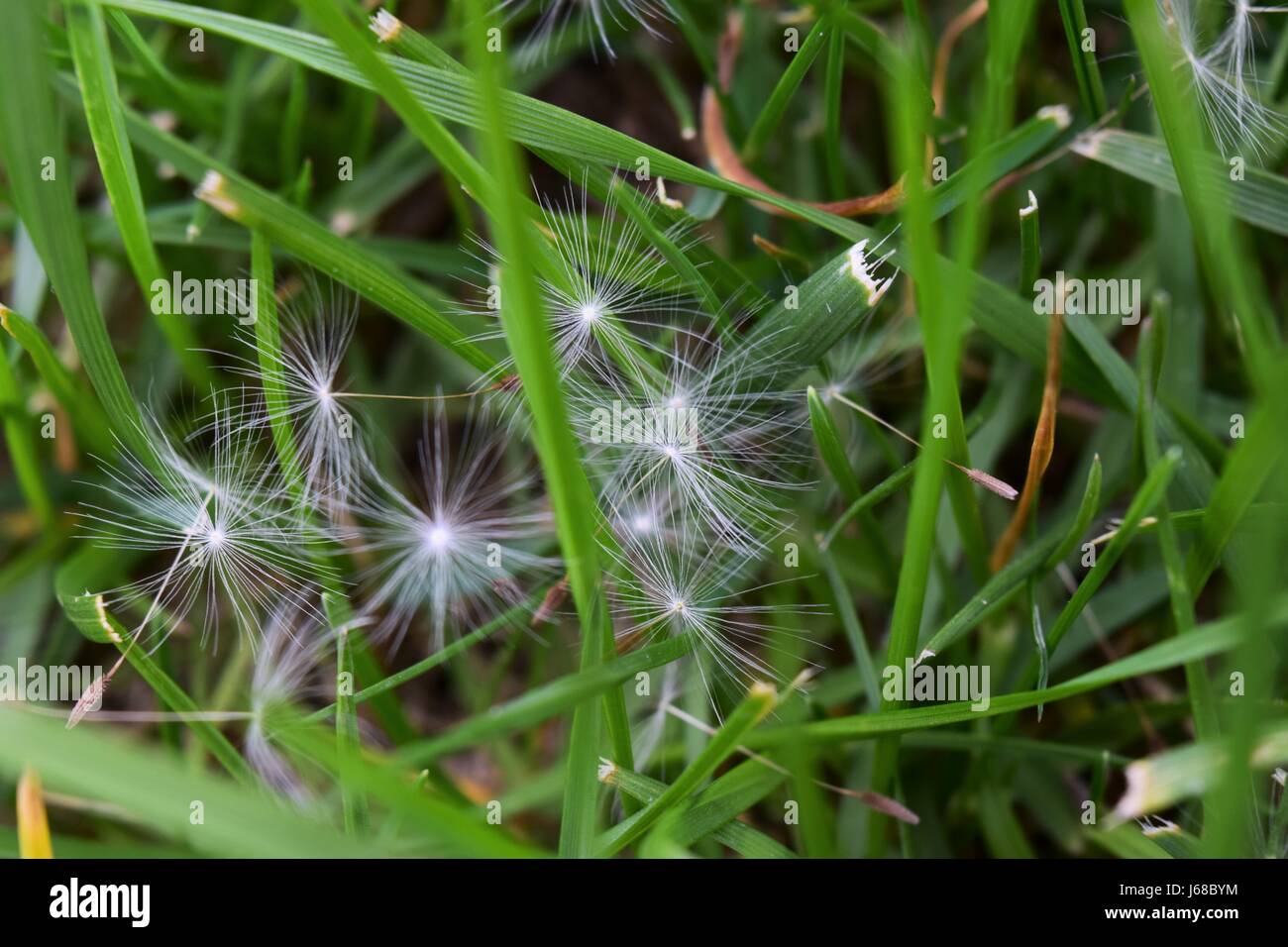 Puffball flower hi-res stock photography and images - Alamy