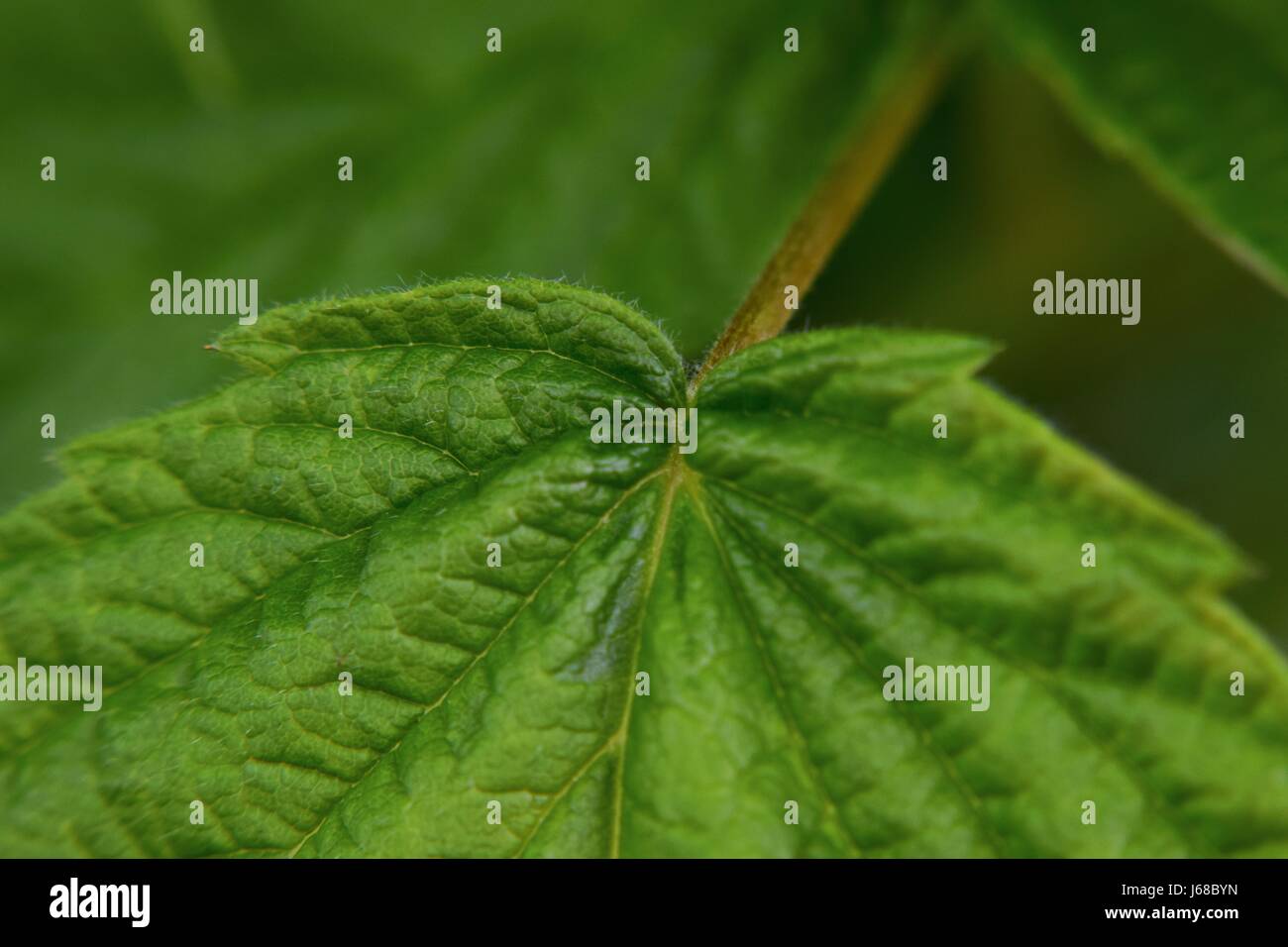 Green Raspberry Leaf Stock Photo - Alamy