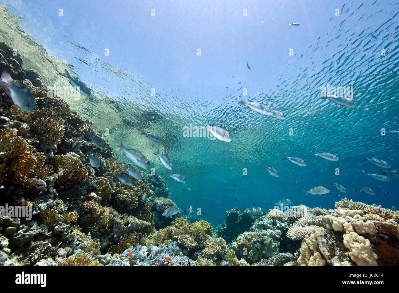 blue animal fish sunlight underwater ray exotic wet sunbeam sunshine ...