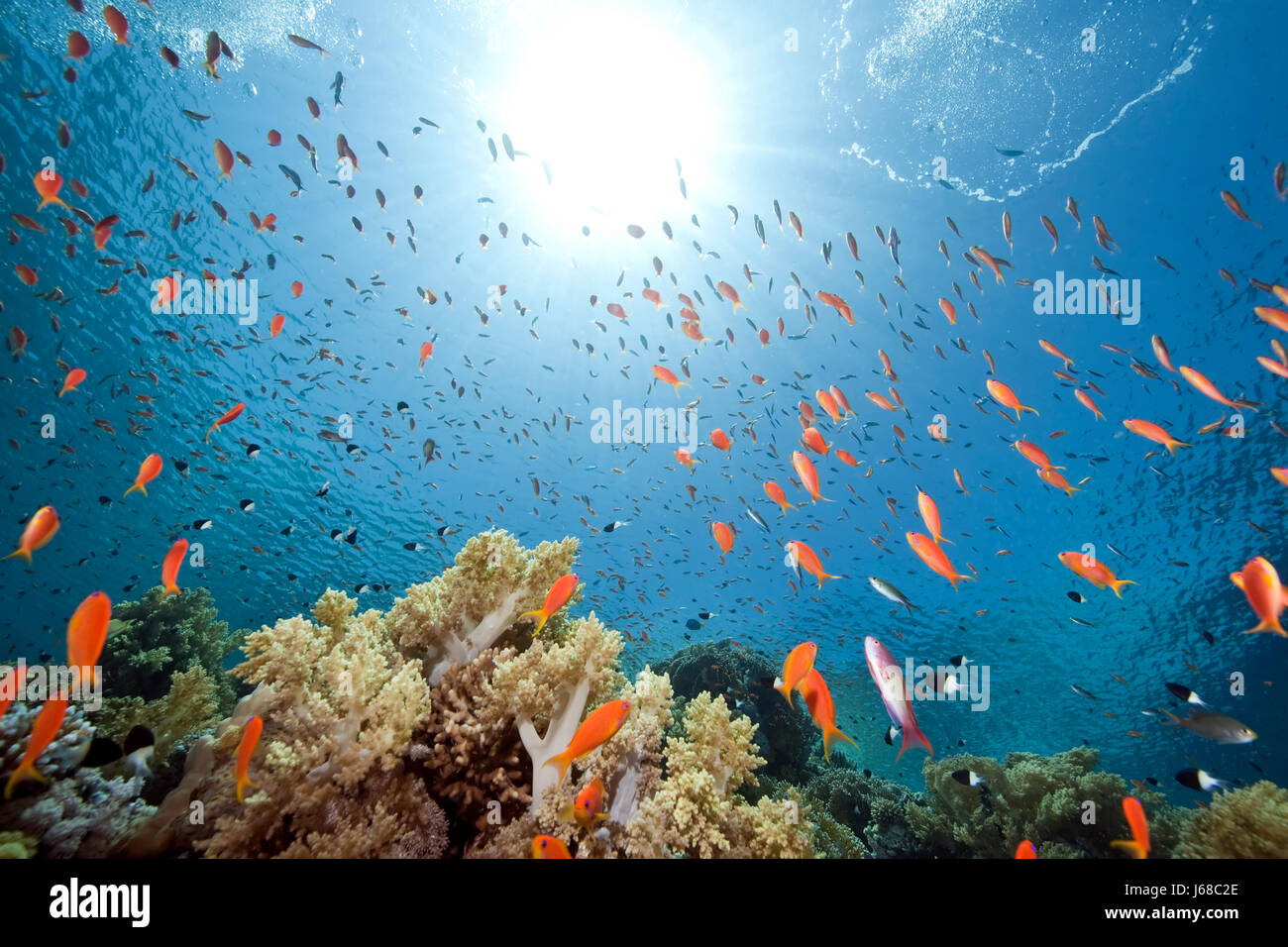 blue animal fish sunlight underwater ray exotic wet sunbeam sunshine ...