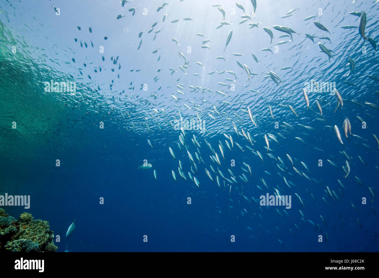 blue animal fish sunlight underwater ray exotic wet sunbeam sunshine ...