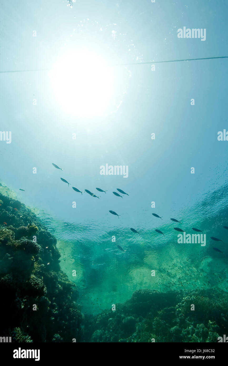 blue animal fish sunlight underwater ray exotic wet sunbeam sunshine ...