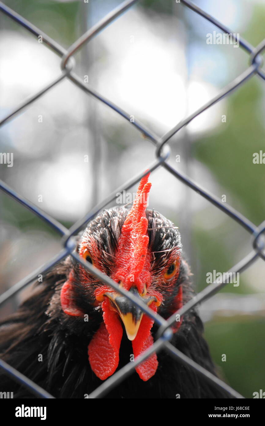 chicken in a cage Stock Photo - Alamy