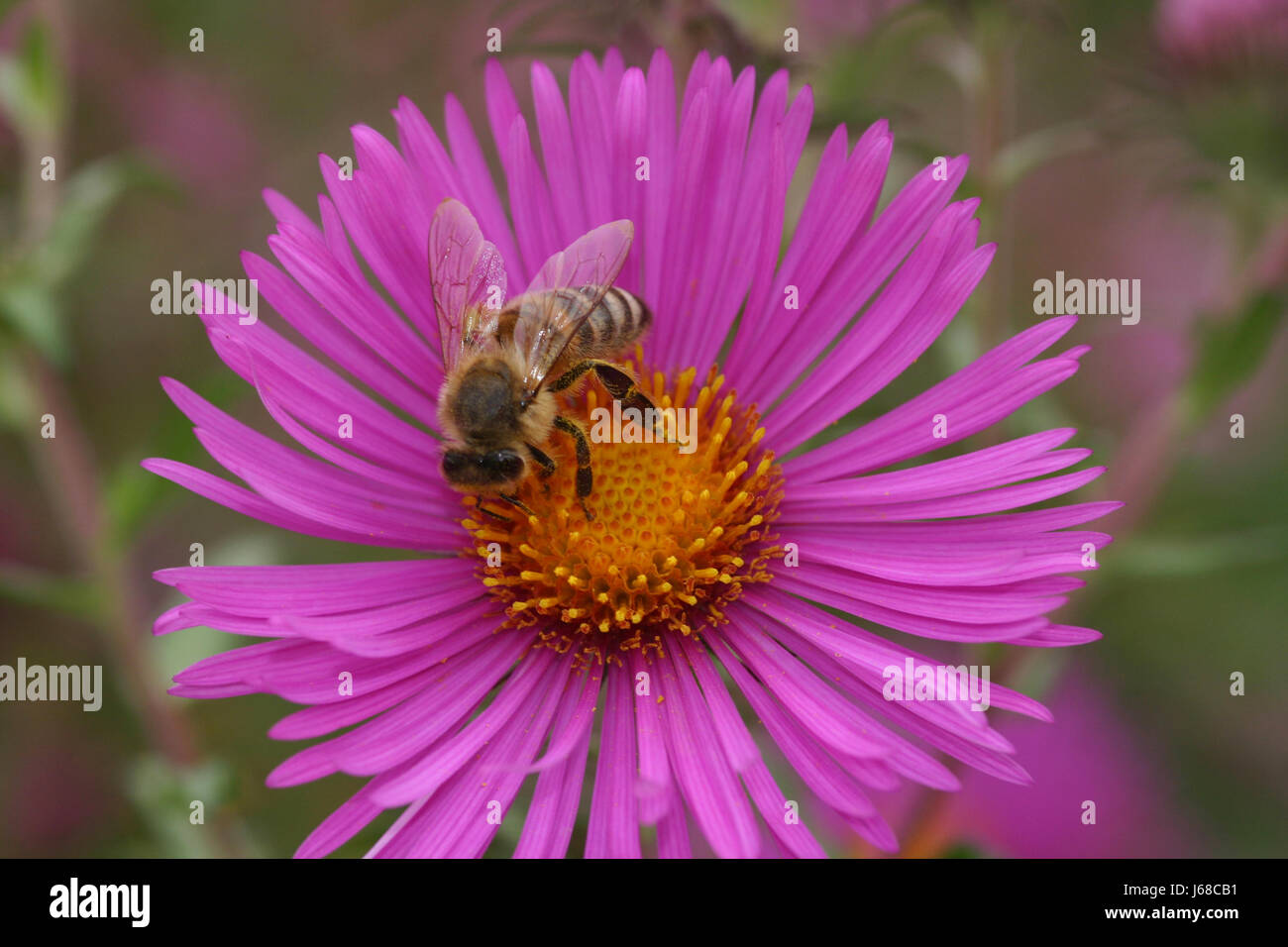 bee on flower Stock Photo - Alamy