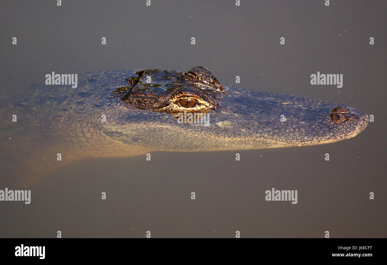 danger closeup animal reptile amphibian wildlife predator alligator ...