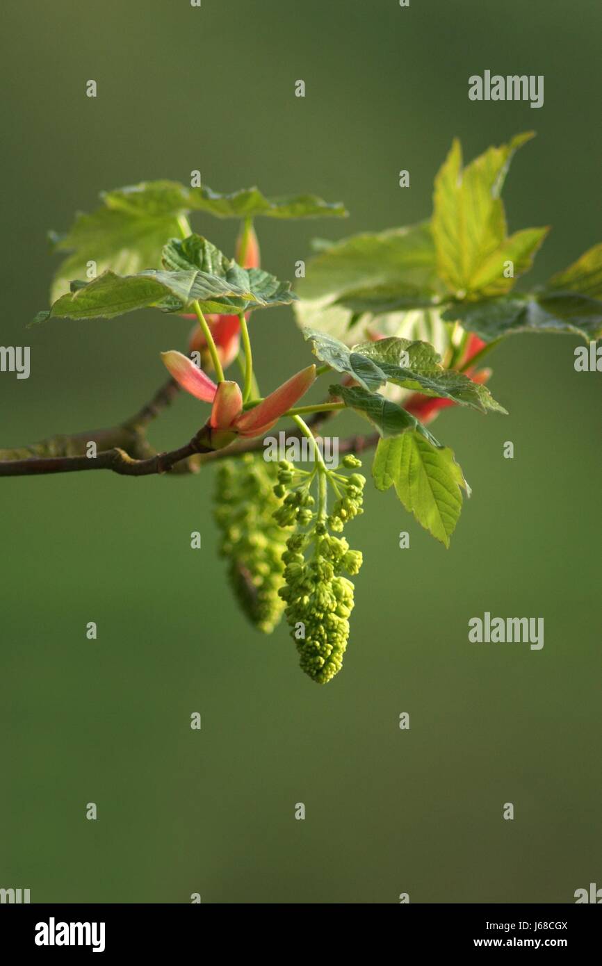 flowering of mountain maple Stock Photo - Alamy