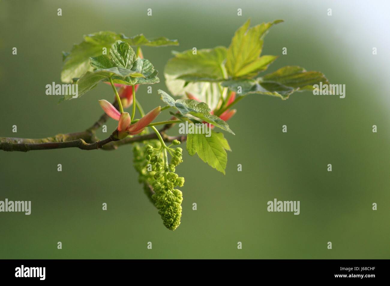 flowering of mountain maple Stock Photo - Alamy