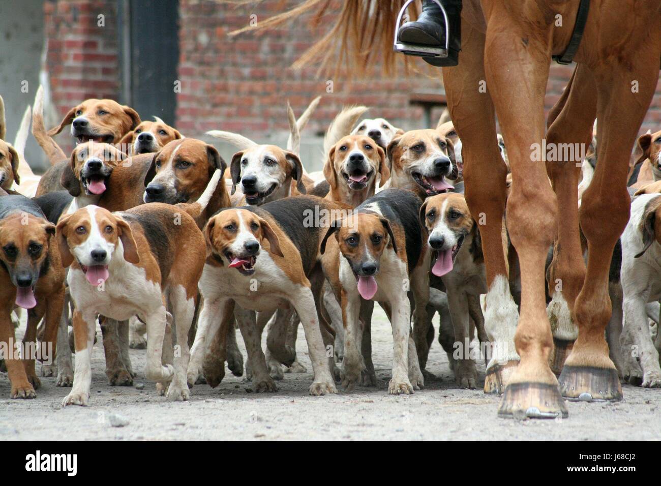 Foxhounds hi-res stock photography and images - Alamy