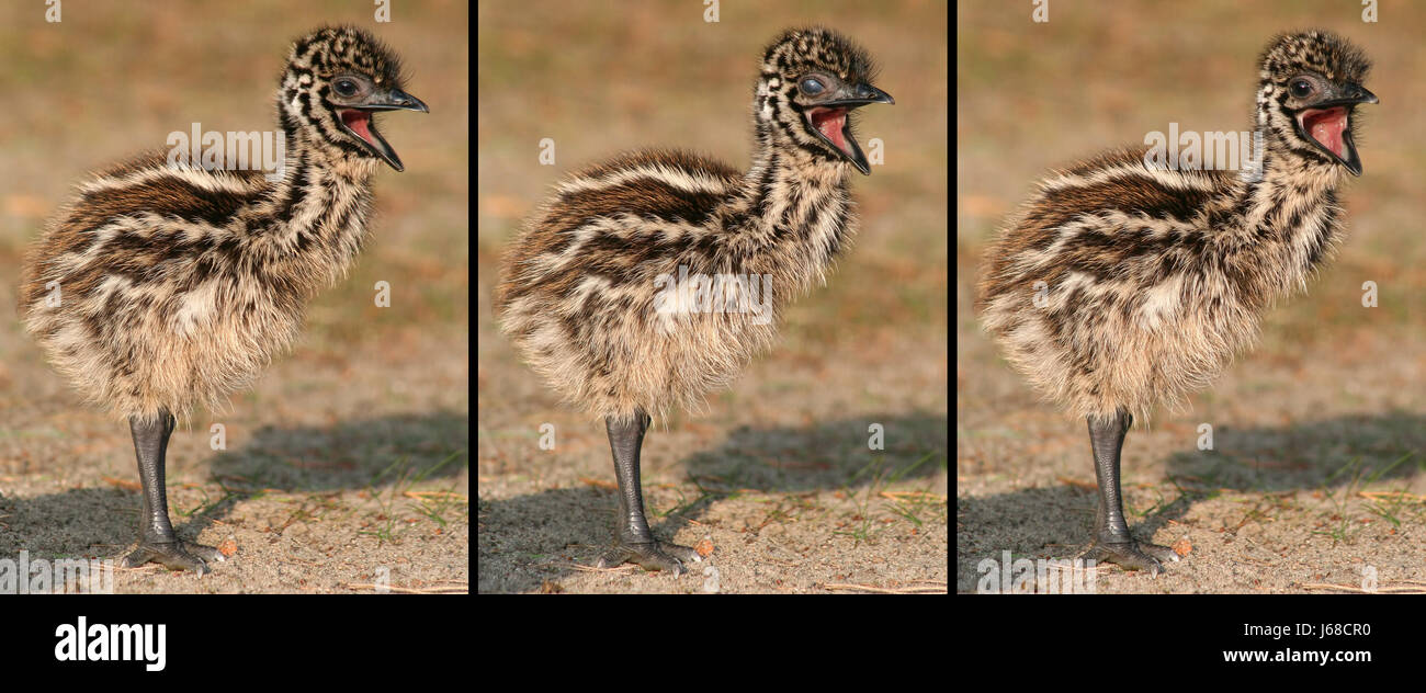 Bawler hi-res stock photography and images - Alamy