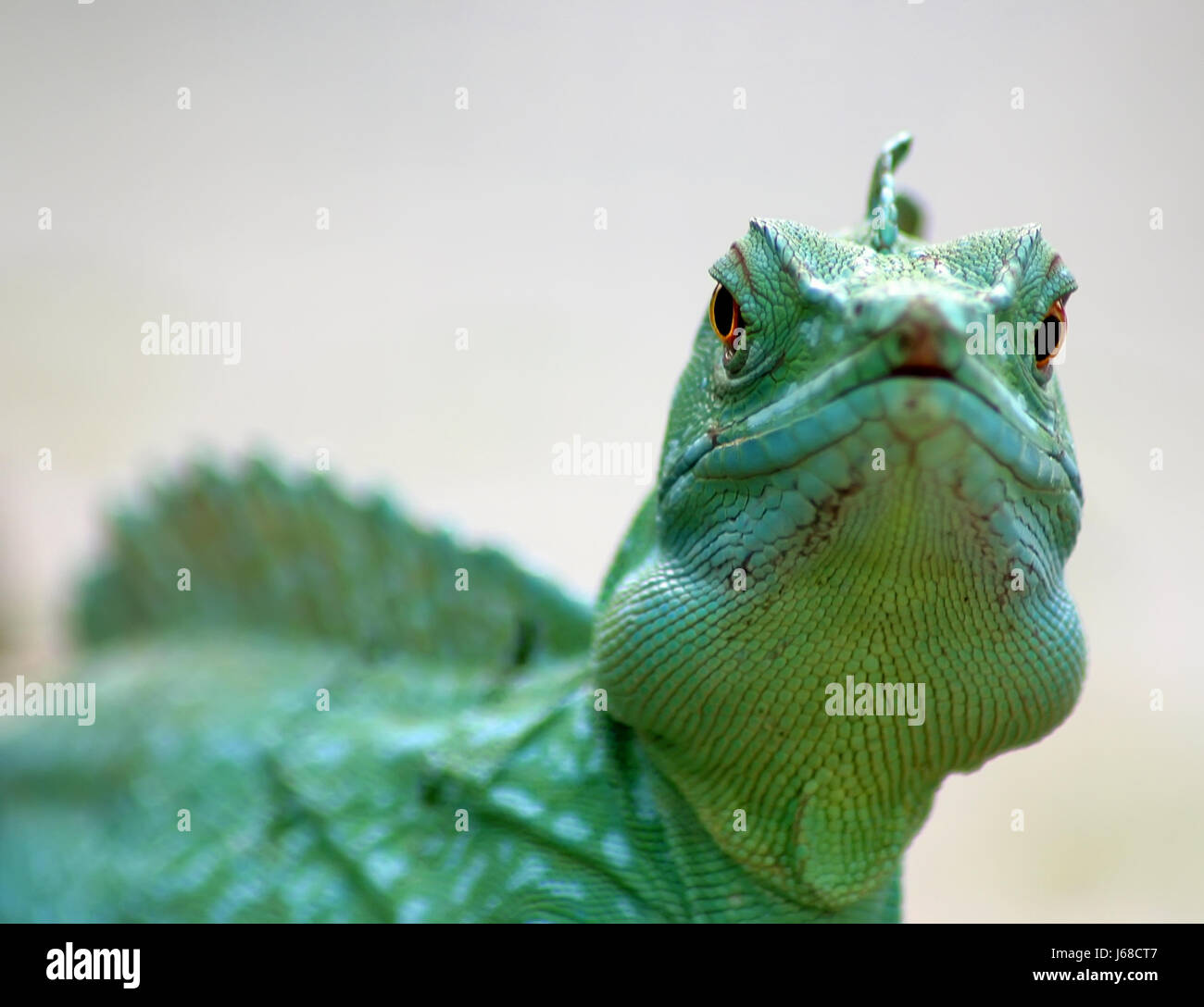 reptile wild lizard eye organ skin wildlife iguana monster dragon ...